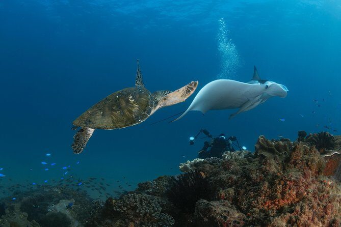 Try Scuba Diving at Cook Island  Guided Ocean Dive with Turtles - Value for Money and Practical Considerations