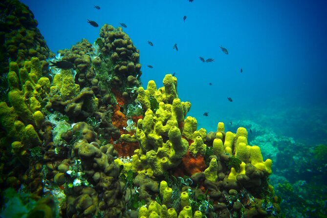 Try Scuba Diving for Beginners by Boat on Diaporos Island - The Sum Up