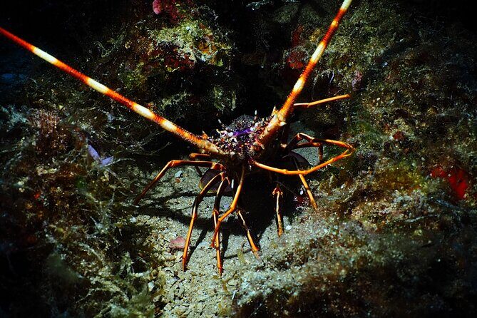Try Scuba Diving for Beginners by Boat on Diaporos Island - FAQ