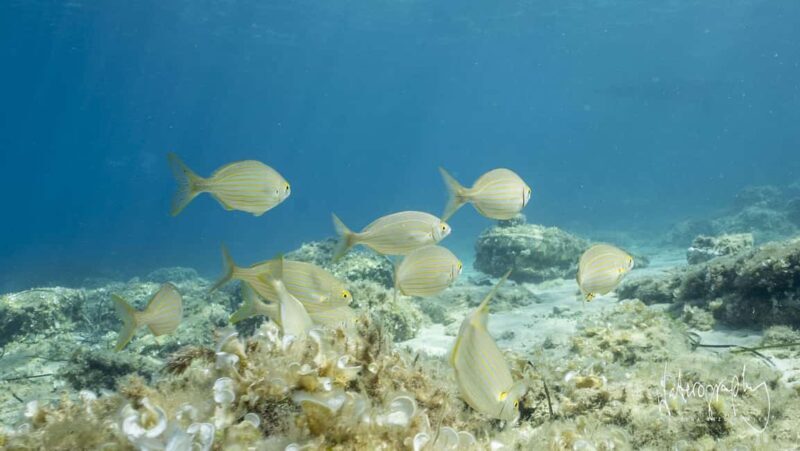 Try Scuba Diving from Boat in Budva - Budva Diving Center - An Honest Look at the Experience