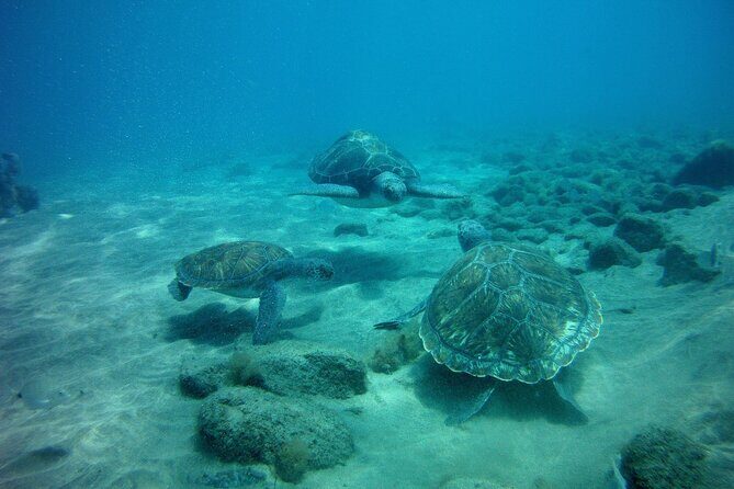 Try Scuba Diving in a turtle area (boat) - FAQs