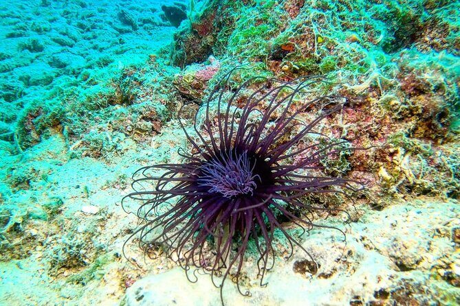 Try Scuba Diving in Split - Key Points