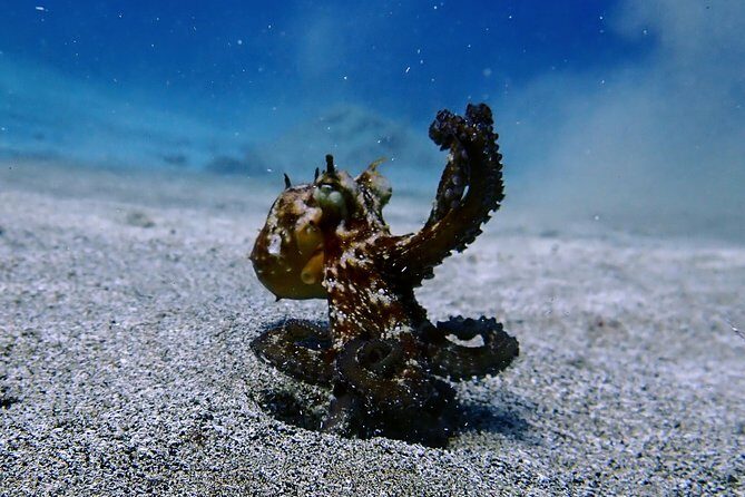 Try Scuba Diving with 2 Ocean Dives - Practical Details and Logistics