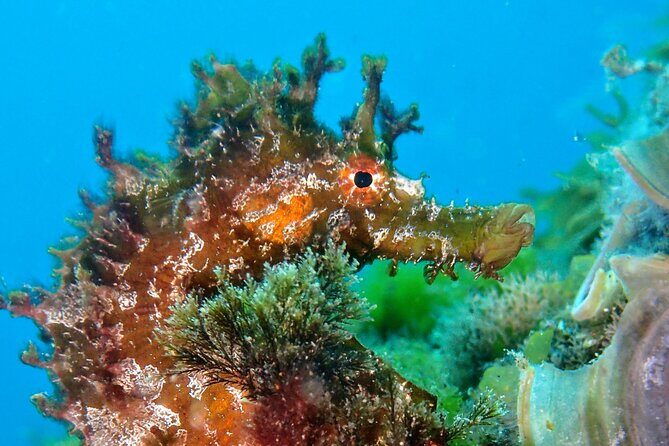 Try Scuba Diving with 2 Ocean Dives - Authentic Experiences from Travelers