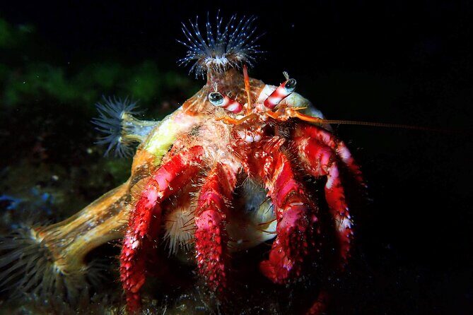 Try Scuba Diving with 2 Ocean Dives - Who Would Love This Experience?