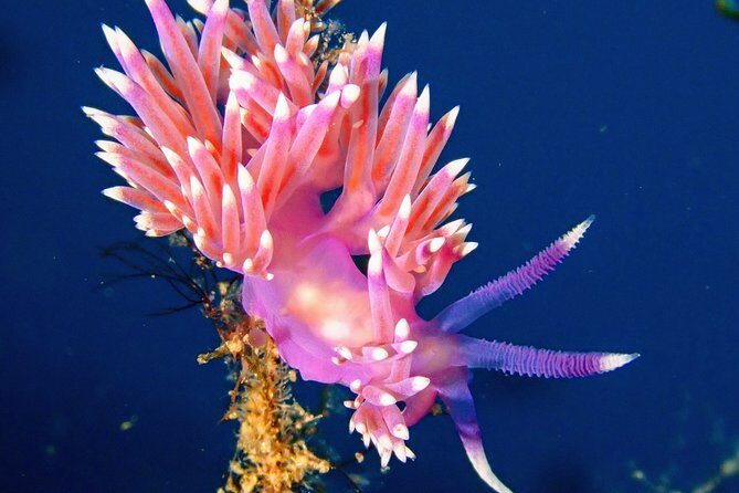 Try Scuba Diving with 2 Ocean Dives - The Sum Up: Why This Tour Is a Great Choice