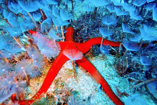 Try Scuba Diving with 2 Ocean Dives - FAQ