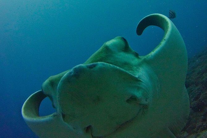 TRY SCUBA DIVING with a Dedicated Instructor - Key Points