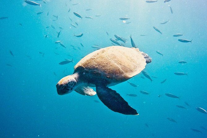 TRY SCUBA DIVING with a Dedicated Instructor - Why It Offers Great Value