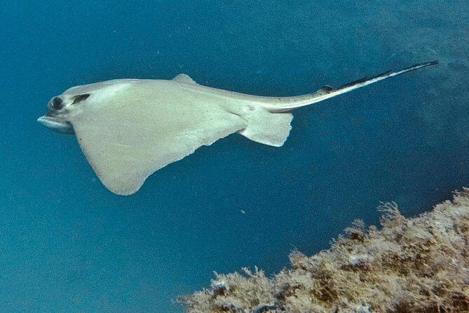 TRY SCUBA DIVING with a Dedicated Instructor - Practical Tips for Booking and Participation