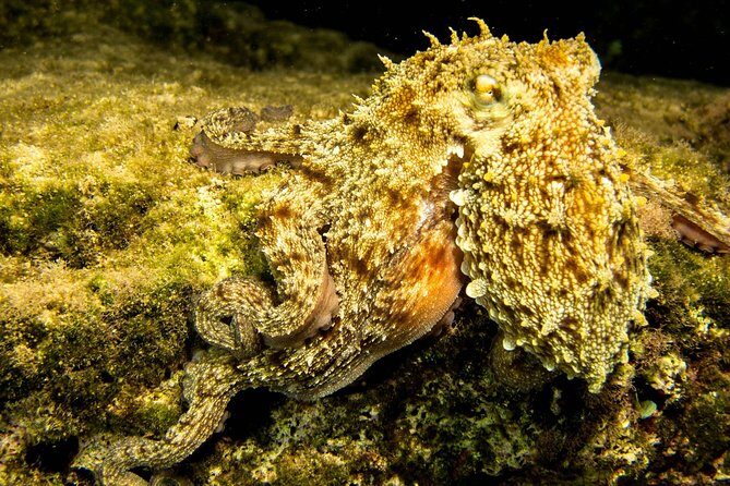 Try Scuba in Crete Free Certification & Photos (Beginners) - The Sum Up