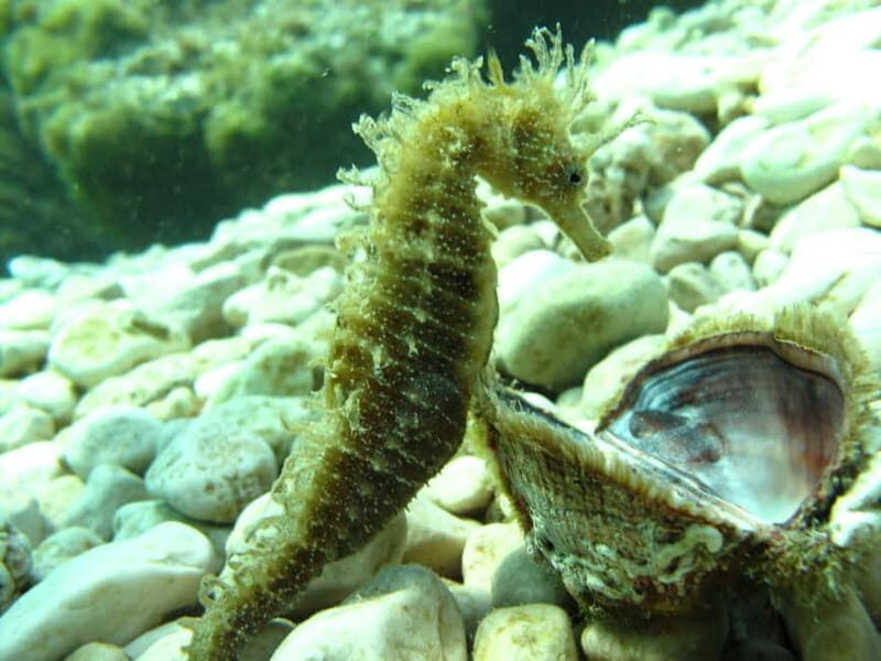 Tuepi: Adriatic Sea Diving Lessons with Guided Dive & Gear - How the Tour Fits Into Your Trip