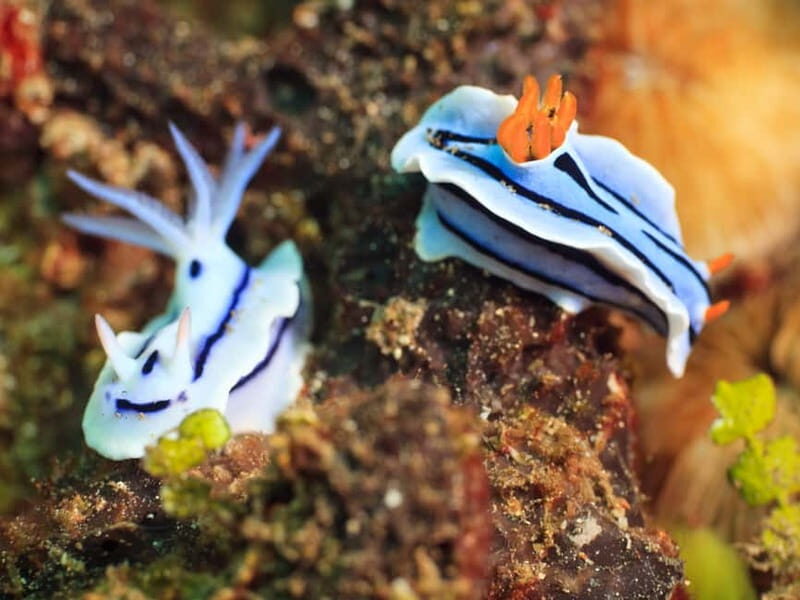 Tuepi: Adriatic Sea Diving Lessons with Guided Dive & Gear - Who Should Consider This Experience?