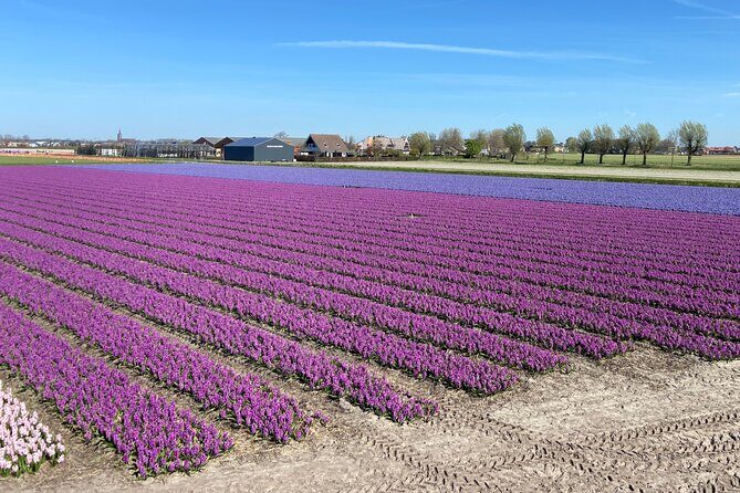 Tulip Fields near Keukenhof - Self-Drive Audio Tour for 2 People - The Sum Up