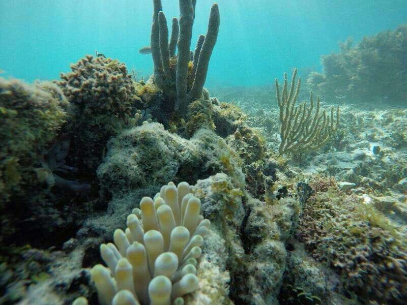 Tulum: 2 spot Reef Snorkel 1 hour 30 minutes - The Practical Side: What’s Included and What’s Not