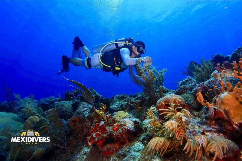 Tulum: 2 Tank Reef Diving - Key Points