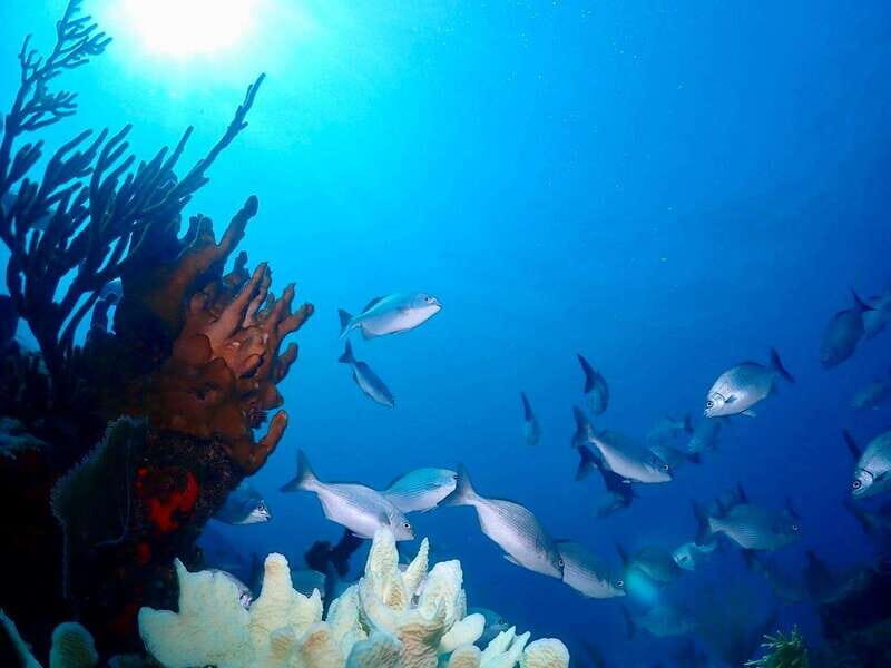 Tulum: 2 Tank Reef Diving - An In-Depth Look at the Tulum 2 Tank Reef Diving Experience