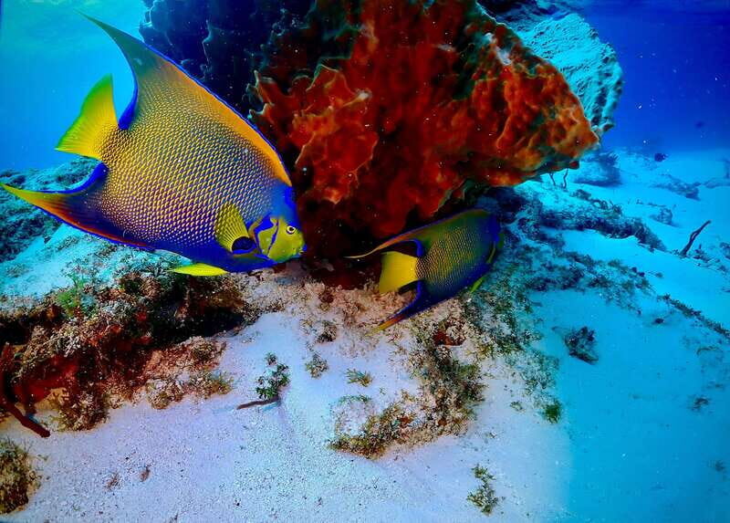 Tulum: 2 Tank Reef Diving - Final Thoughts: Is It Worth It?