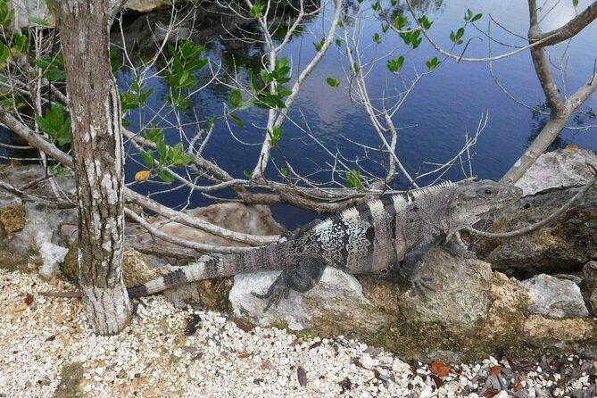 Tulum Adventure (Private, Full Day) - Key Points