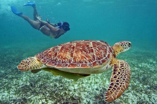 Tulum Adventure Ruins & swim in Akumal Beach & Cenote from Cancun - Practical Details and Considerations