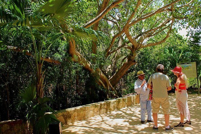 Tulum and Cenote Casa Tortuga Day Trip - Review Insights: What Tour Participants Say