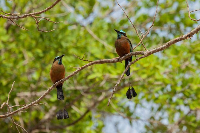 Tulum & Cenote Adventure - Who Should Book This Tour?