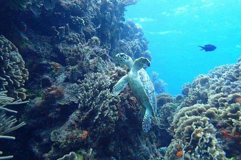 Tulum: Cozumel Cielo Snorkel Adventure from Cancun - Itinerary Breakdown: What You Can Expect  