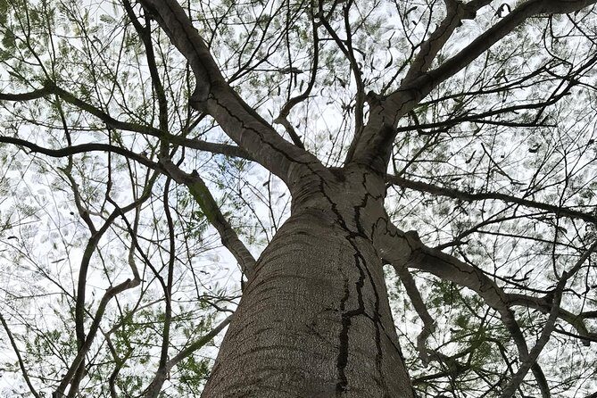 Tulum Deluxe (Tulum Ruinas, Kaan Luum Lagoon, Cenote Corazon) - The Sum Up