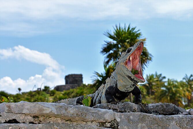 Tulum Guided Tour and Cenote Swim from Playa del Carmen - Why We Think This Tour Works Well