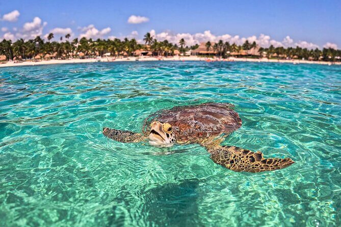 TULUM Jaguar Park Day Pass - The Sum Up: Is the TULUM Jaguar Park Day Pass Worth It?