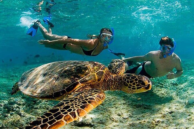 Tulum Mayan Ruins & Turtle Habitat Swim: Round Trip from Tulum City - Analyzing the Value