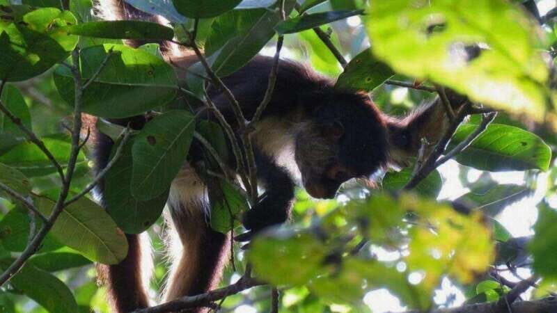 Tulum: Monkey Sanctuary Adventure - Tulum: Monkey Sanctuary Adventure Review