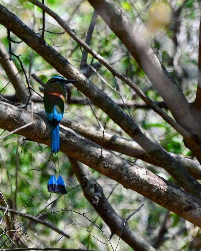 Tulum: Monkey Sanctuary Adventure - Itinerary Breakdown