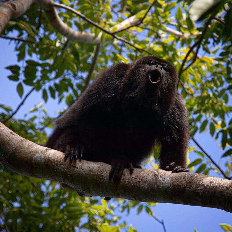 Tulum: Monkey Sanctuary Adventure - Authentic Experiences and Review Insights