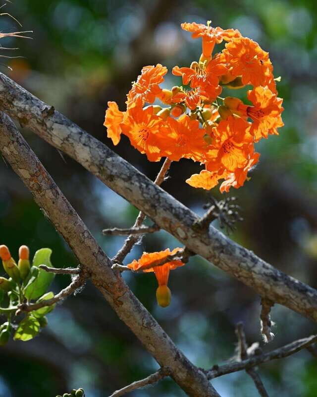 Tulum: Monkey Sanctuary Adventure - FAQ