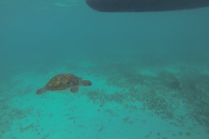 Tulum Private Boat Tour & Turtle Snorkeling Experience - A Deep Dive into the Experience