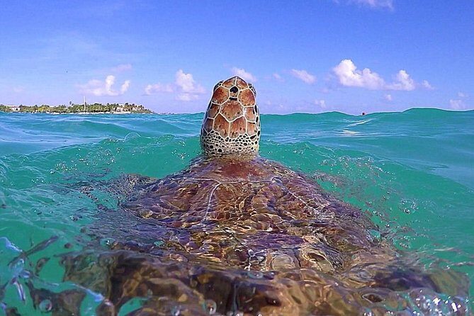 Tulum Ruinas and Tortugas Express - A Closer Look at the Tour Experience