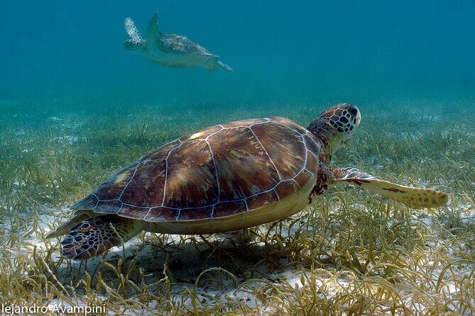 Tulum Ruins, Akumal Turtles Swim & Visit to Cenote from Cancún & Riviera Maya - Practical Details and Tips