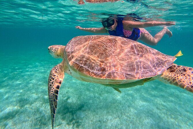 Tulum Ruins Snorkel with Sea Turtle and Cenotes Private Tour - Authenticity and Personal Touch