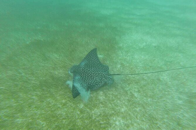 Tulum Ruins Snorkel with Sea Turtle and Cenotes Private Tour - Who Should Book This Tour?