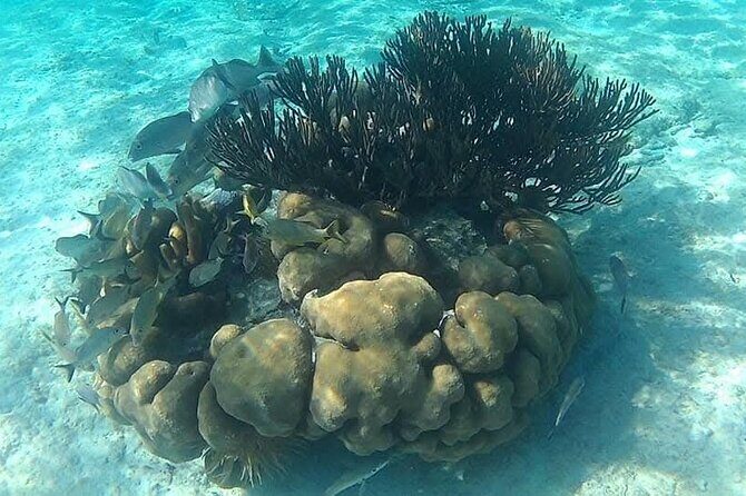 Tulum Ruins Snorkel with Sea Turtle and Cenotes Private Tour - The Sum Up