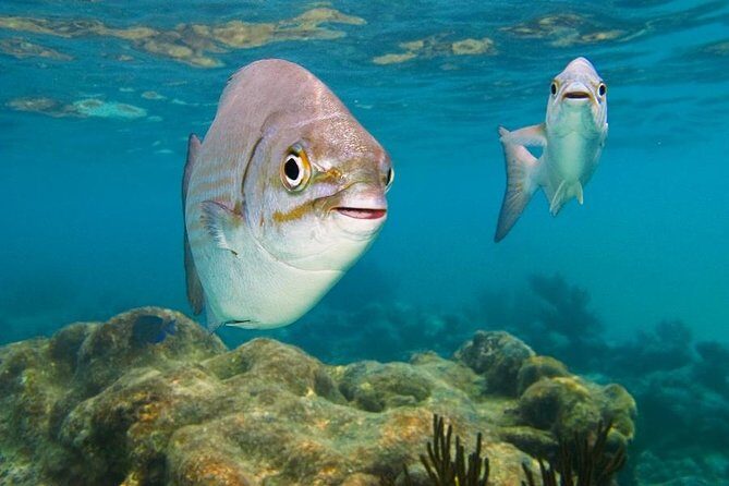 Tulum ruins, Swim with turtles and Cenote From Cancun - An In-Depth Look at the Tour Itself