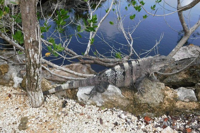 Tulum Ruins Tour (Private, Half Day) - Final Thoughts