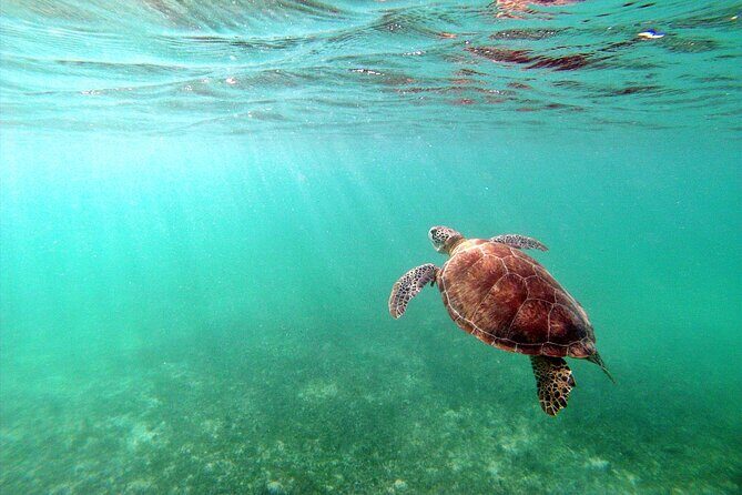 Tulum Ruins, Turtle Sighting and Underground Caves - FAQ Section