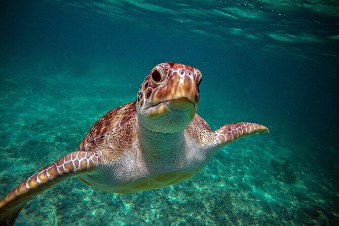 Tulum Ruins, Turtle Sightseeing & Cenote from Playa del Carmen - The Sum Up