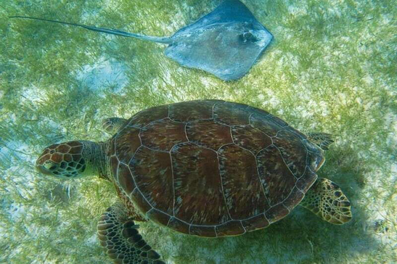 Tulum: Ruins, Turtles & Cenotes Adventure - FAQ