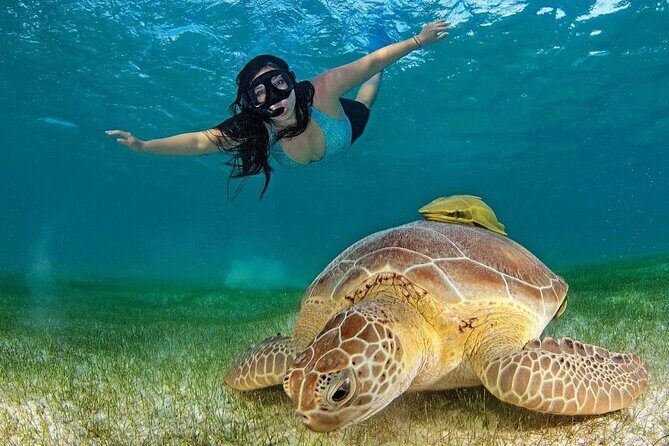 Tulum Ruins & Turtles Swim! Round Transportation From Cancun & Riviera Maya - Practical Details and Tips