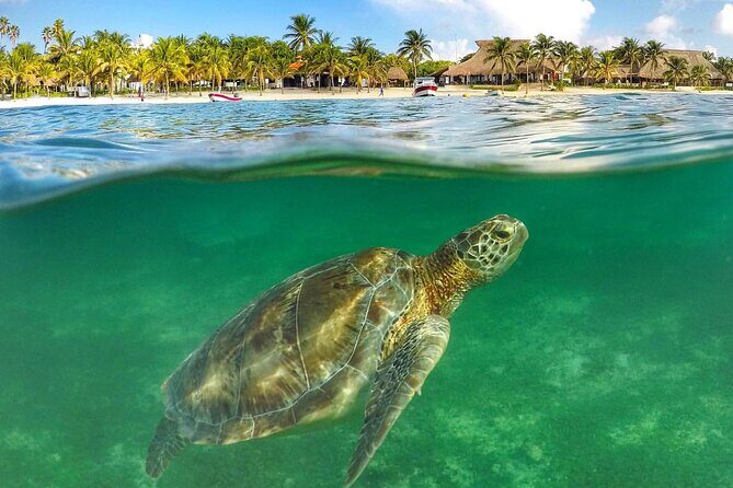 Tulum Ruins & Turtles Swim! Round Transportation From Cancun & Riviera Maya - Who Is This Tour Best For?