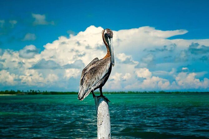 Tulum Sian Kaan Adventure : Dolphins, Turtles & Punta Allen - Final Thoughts