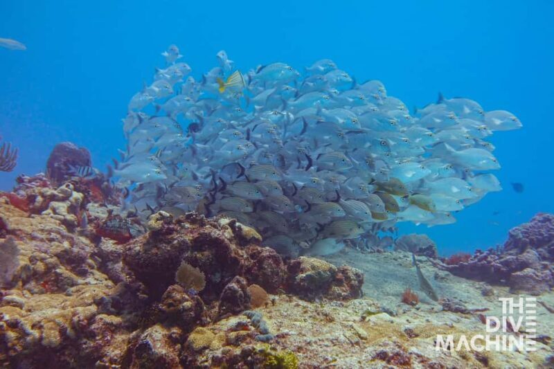 Tulum: Try Scuba Diving Adventure | Cenote + Reef in Tulum - The Practicalities and Booking